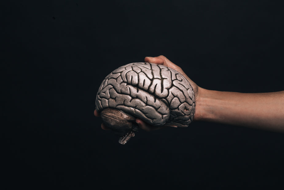 Science Daily: Old Brains Can Learn New Tricks – NutriSearch